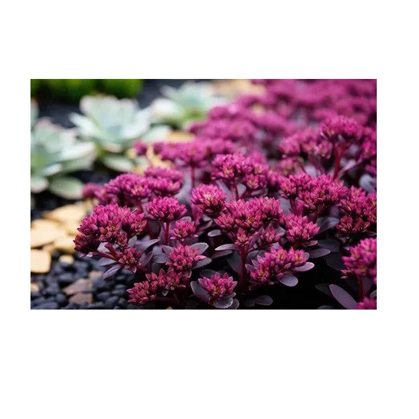 قیمت و خرید دمنوش خالص سنبل الطیب پپتینا - 60 گرم