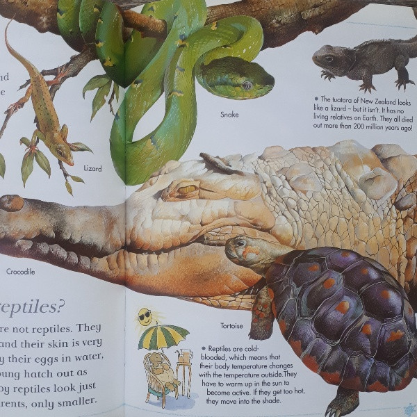 قیمت و خرید كتاب I Wonder Why Snakes Shed Their Skins اثر Amanda ONeill ...