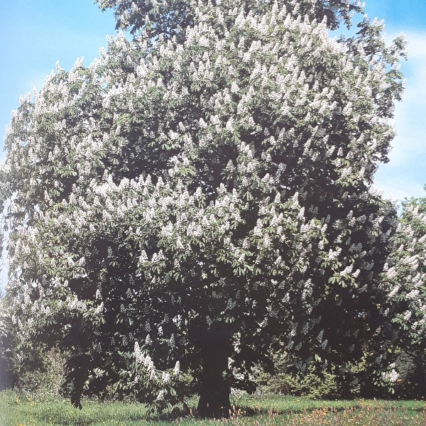 قیمت و خرید كتاب The Trees that Made Britain اثر Archie Miles انتشارات BBC