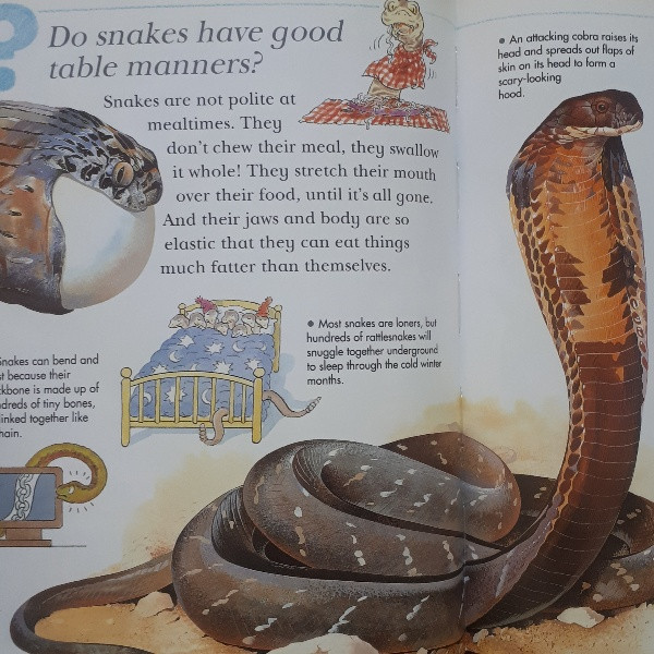 قیمت و خرید كتاب I Wonder Why Snakes Shed Their Skins اثر Amanda ONeill ...