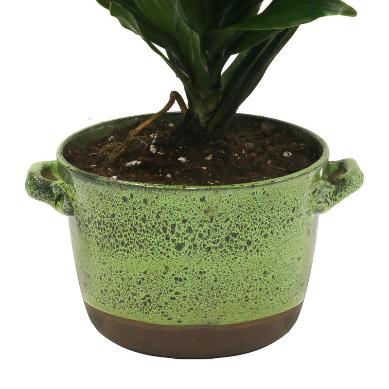 قیمت و خرید گیاه طبیعی دراسنا کامپکت کد C_002