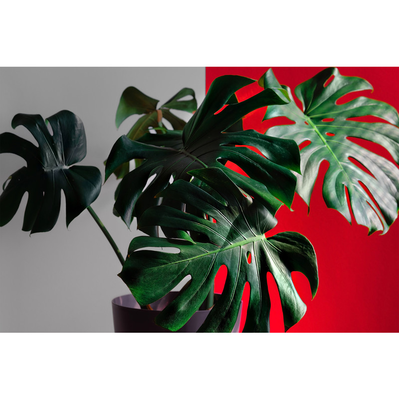 قیمت و خرید کود تقویتی مخصوص برگ انجیری ظرافت مدل KO21043 وزن 250 گرم