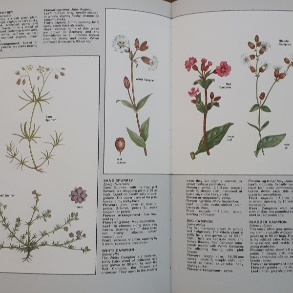 قیمت و خرید كتاب ILLUSTRATED GUIDE TO WILD FLOWERS اثر Stephen ...