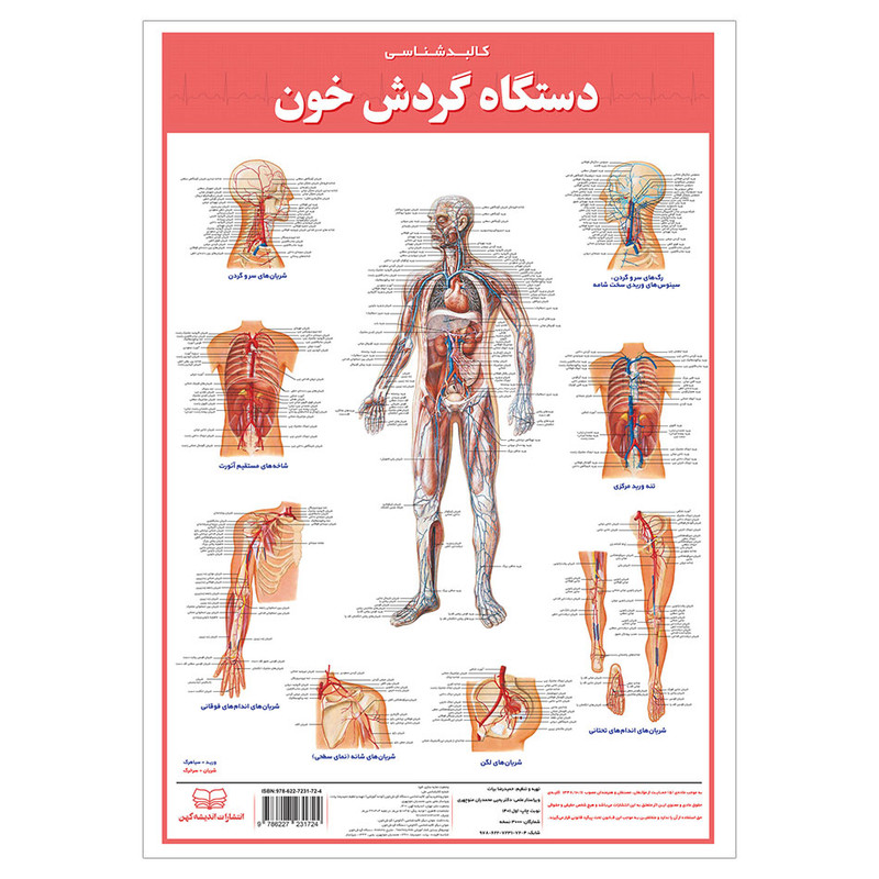 قیمت و خرید پوستر آموزشی انتشارات اندیشه کهن مدل کالبدشناسی قلب و گردش