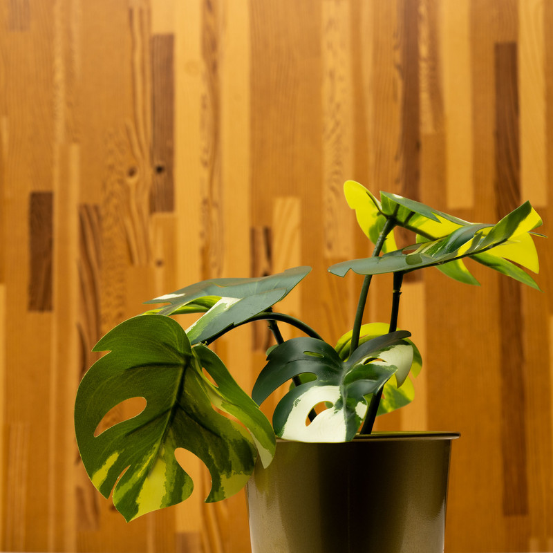 قیمت و خرید فون عکاسی مدل R114