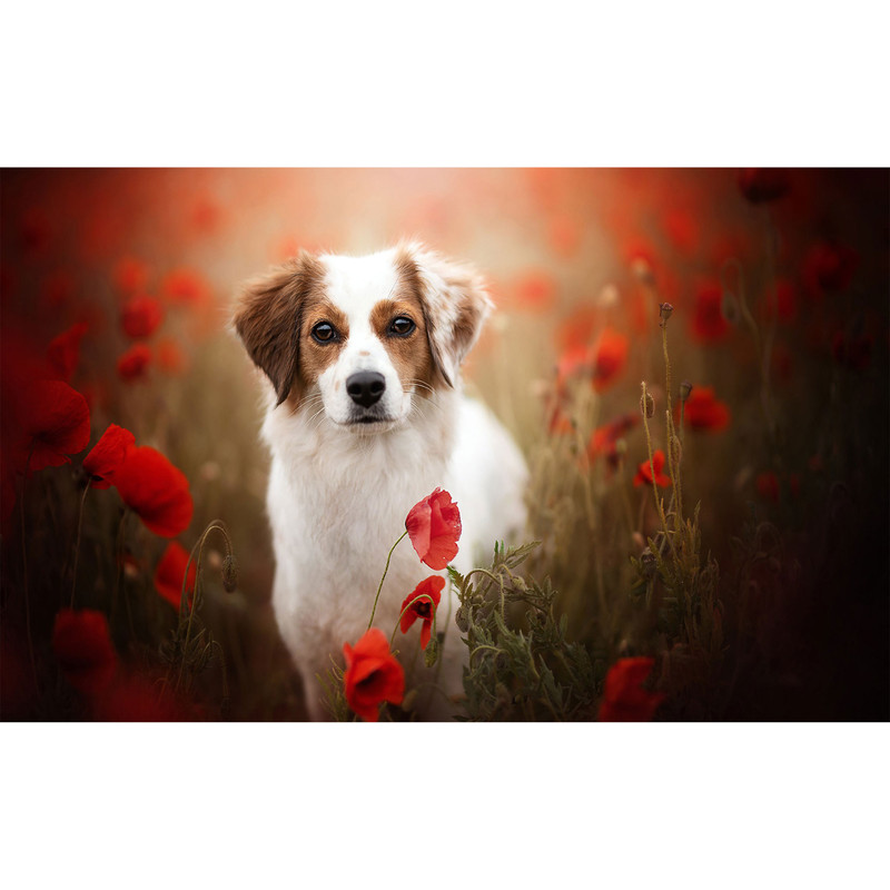 قیمت و خرید تابلو شاسی طرح سگ و گل مدل T7775