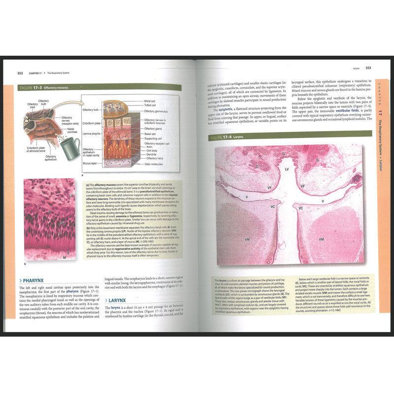 قیمت و خرید کتاب Junqueira’s Basic Histology 17th Edition اثر Anthony ...
